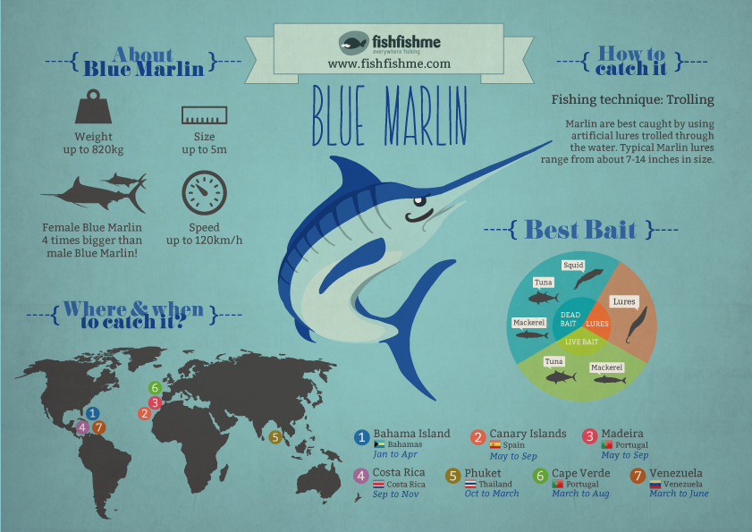 Where and When to Catch a Blue Marlin - fishfishme